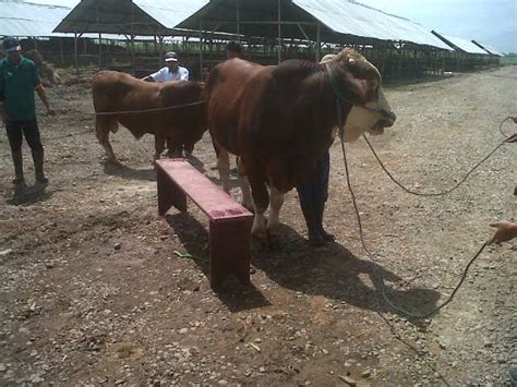BUMN Ini Ternak Sapi Raksasa Limousin Dan Simmental