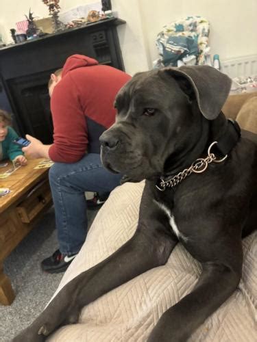 Beautiful Cane Corso Girl For Sale In Margate Kent Preloved