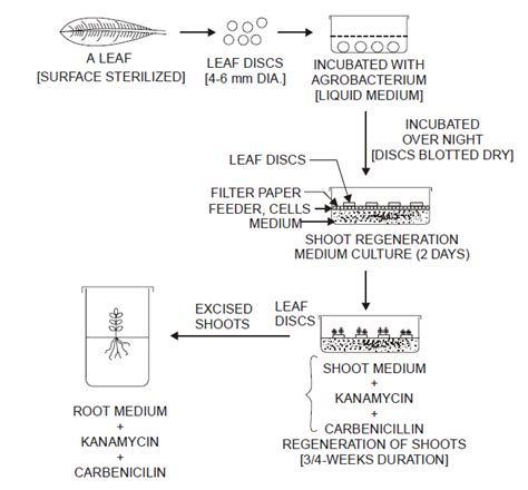 Agrobacterium Mediated Gene Transfer Biology Ease