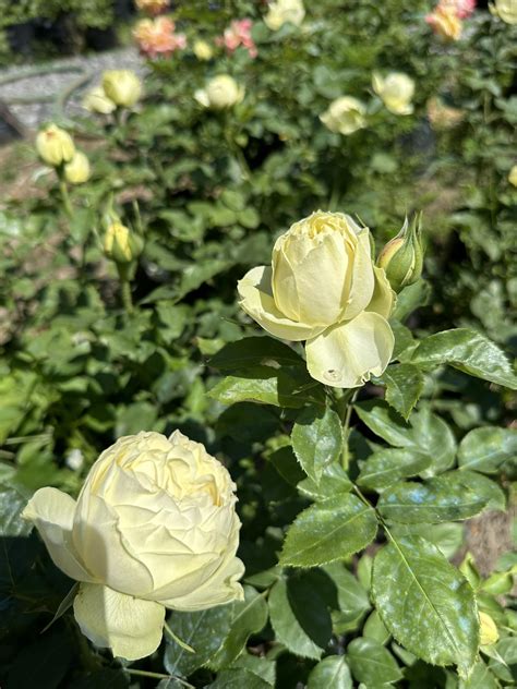 Rose ლემონ პიანო როუზ ჰოლში გასაყიდი ძირები Facebook