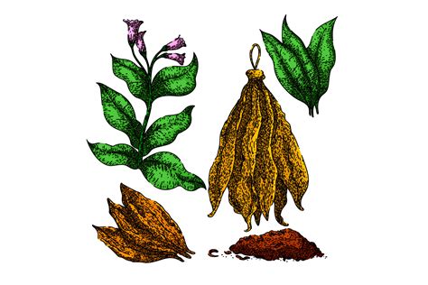 Tobacco Sketch