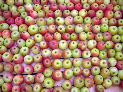 To Save The Apples We Love Today We Need To Save Their Ancient Ancestors Smithsonian