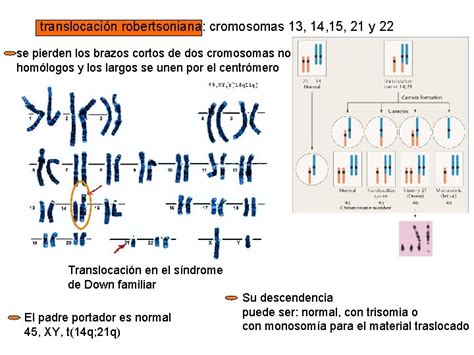 Tema Base Cromosmica De Las Enfermedades Humanas