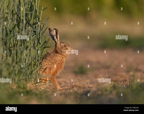 A Shy Brown Hare Lepus Europaeus Hiding Into The Farmers Crop Of Standing Wheat Agriculture