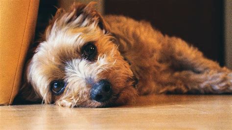 5 Signs Your Dog Is Stressed And How To Handle It Trstdly Trusted