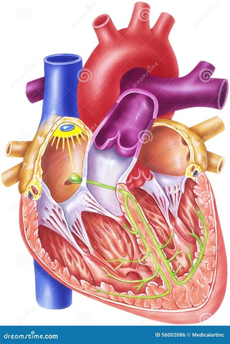 Heart Conduction System Stock Illustration Illustration Of Arteries 56002086