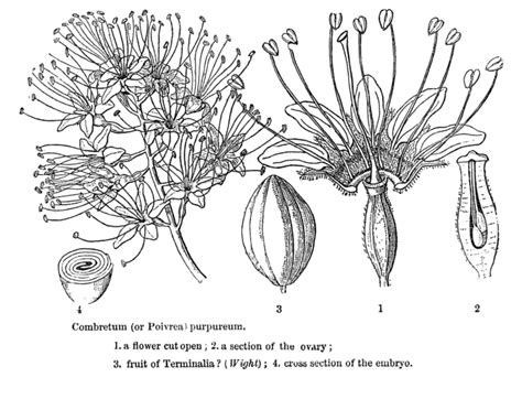 Combretaceae Alchetron The Free Social Encyclopedia