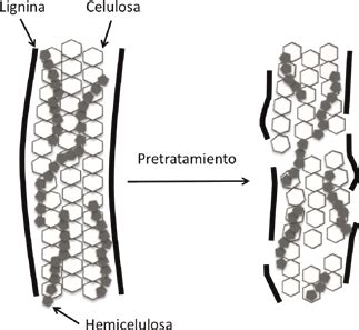 Bioenergía A Partir De Residuos Forestales Y De Madera