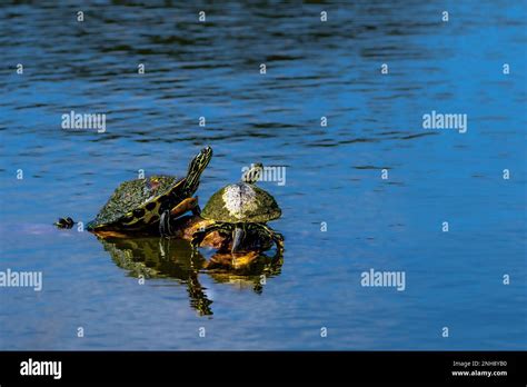 Black Painted Turtle Hi Res Stock Photography And Images Alamy