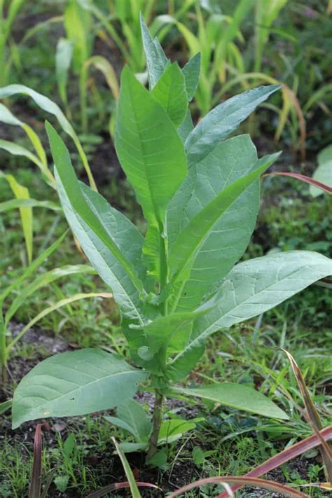 Tobacco Nicotiana Tabacum Seeds Organic Hawaii