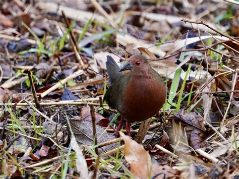 出ずっぱりのヒクイナは珍しい シエロの野鳥観察記録
