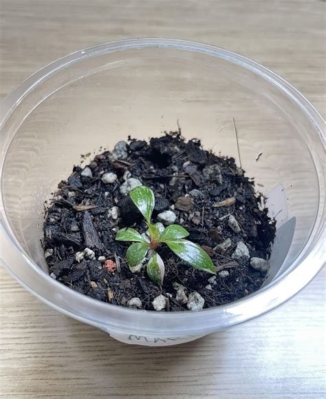 Teeny Tiny Tissue Culture Plant Rhouseplants