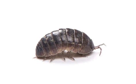 How To Get Rid Of Pill Bugs In Your Home The Easy Way Lifebei