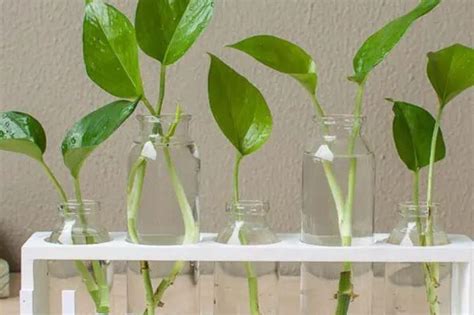 Trồng Trầu Bà Tuân Theo 5 Quy Tắc Này 3 Tháng Cây Mọc Dài 2 Mét Lá Xanh Bóng Như Bôi Mỡ