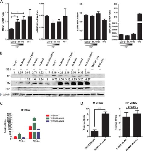 Regulation Of M Mrna Splicing Host Machinery By Viral Ns1 And