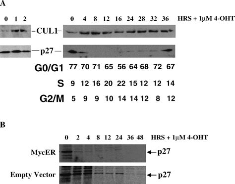 Myc Enhanced Expression Of Cul1 Promotes Ubiquitin Dependent