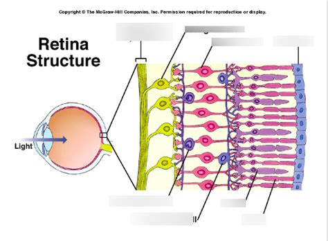 Retina Structure Diagram Quizlet