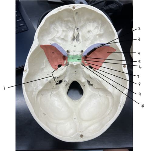 Axial Skeleton Flashcards Quizlet