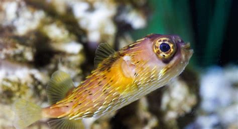 Tennessee Aquarium Tickets United States Get Amazing Deals