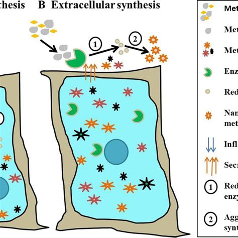 Trichoderma Species Based Intra Cellular And Extracellular Synthesis Of Download Scientific