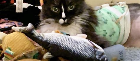 A Feline Stricture Often Needs To Be Stretched With A Balloon