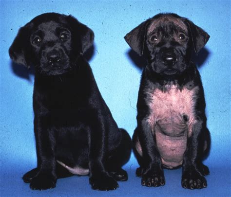 Hereditary Alopecia And Hypotrichosis In Animals Integumentary System