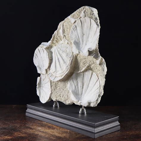 Lastra Con Pecten Fossili