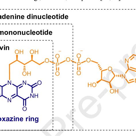 Scheme 2 Chemical Structures Of Riboflavin Flavin Mononucleotide And