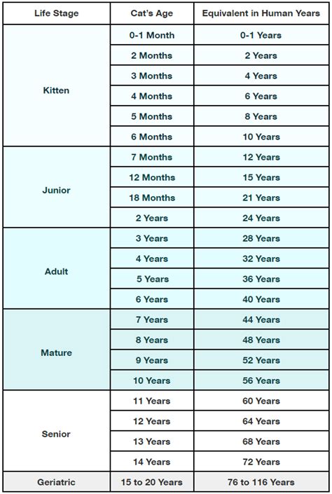 Cat Years To Human Years In Detail