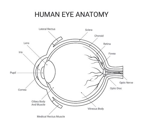 Anatomía Simple Del Ojo