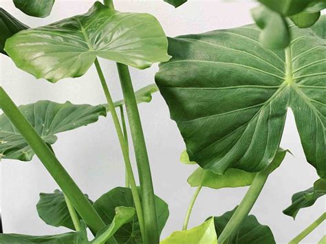 Elephant Ear Plant Care Guide Tips And Tricks For A Healthy Colocasia