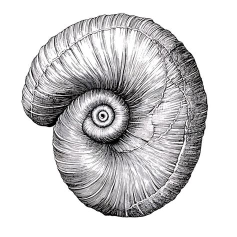 Vintage Ammonite Shell Fossil Drawing Stock Illustrations 104 Vintage