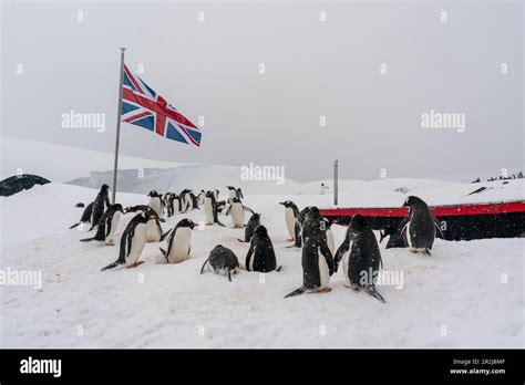 Gentoo Penguins Pygoscelis Papua Port Lockroy British Antarctic Base