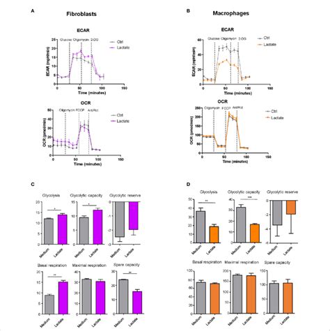 Lactate Regulation Of Fibroblast And Macrophage Metabolism A B
