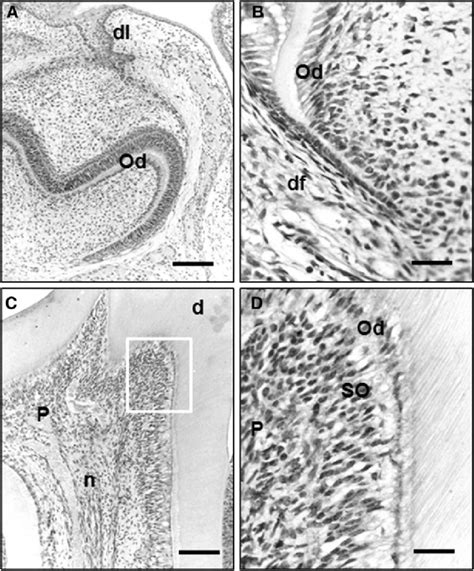 Immunohistochemical Localization Of Pin1 In Neonatal A Root Forming