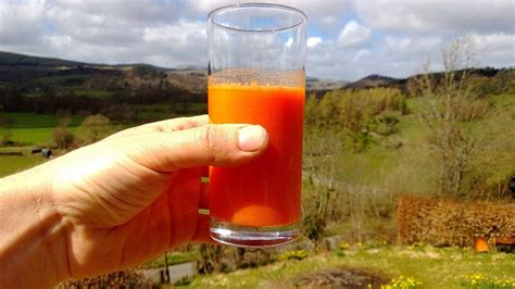 Sea Buckthorn Identification Edibility Distribution Ecology