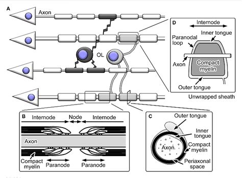 Figure From Heterogeneity And Regulation Of Oligodendrocyte Morphology Semantic Scholar