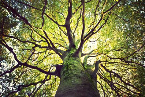 Tree Quiz Professional Development Quiz Quizizz