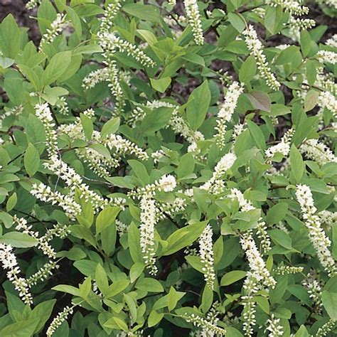 Virginia Sweetspire Itea Virginica My Garden Life