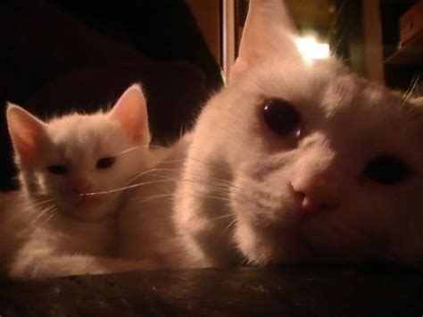 23 Adorable Adult Cats With Their Insanely Cute Mini Me Counterparts