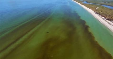 Here There Everywhere Red Tide Plagues Swfl After Hurricane Ian
