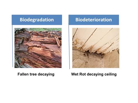 Biodeterioration Ppt