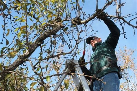 Tree Pruning Benefits Techniques And Tips