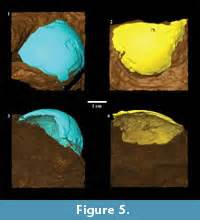 Identification Of Fossil Eggs
