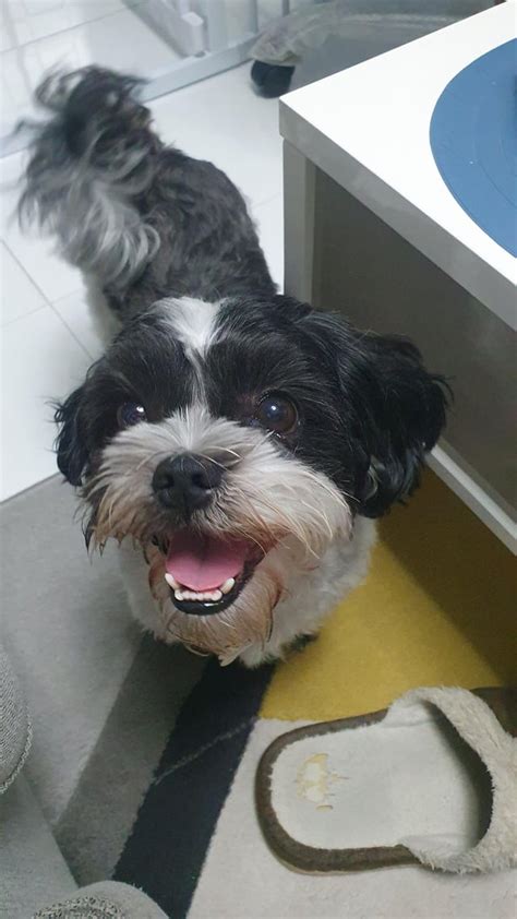 A Winning Smile : r/Shihtzu