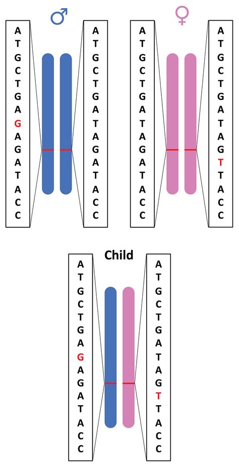Illustration Of Compound Heterozygous Variants Compound Heterozygous