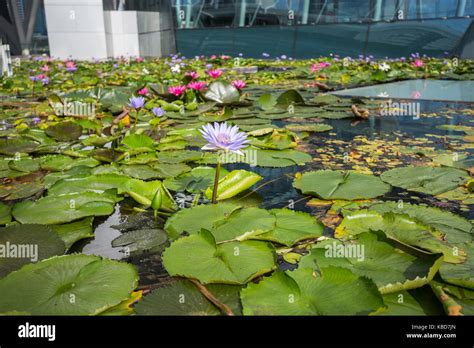 Beautiful Lotus Flower In Pond At Marina Bay Front Singapore Stock