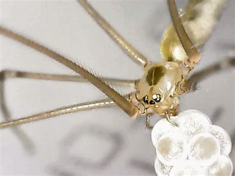 Pholcus Phalangioides With Egg Sac Arachnoboards