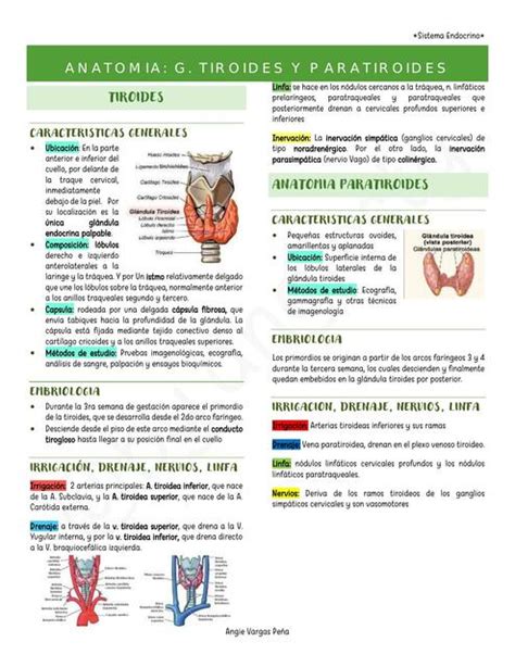 Anatomia de la tiroides y paratiroides Angie Melissa Vargas Peña uDocz