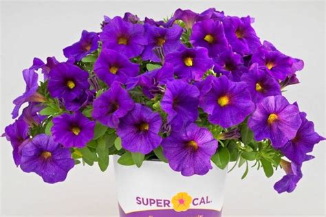 Петуния Петхоа SuperCal Blue (0,1л) - Завод ФЛОРА